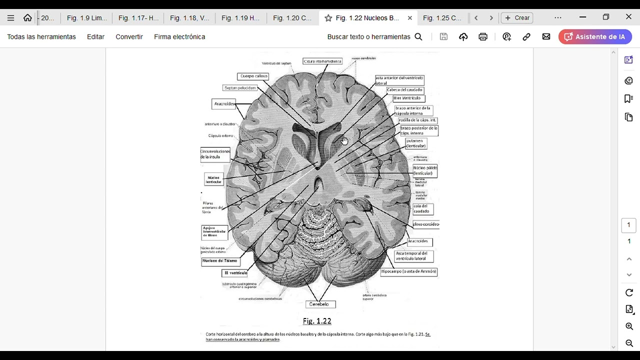 Vídeo 1 Anatomía Tema 2 pdf  64 bit 2025 02 09 22 56 33
