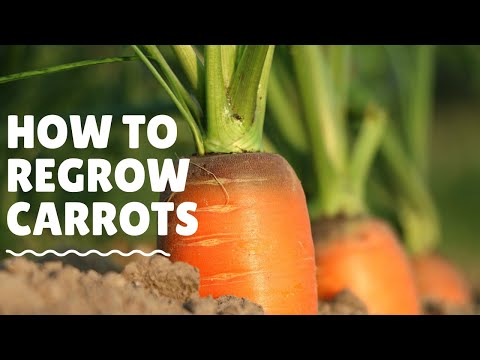 How To Regrow Carrot Tops| How to Grow Carrot Tops : Regrowing kitchen scraps #HowToRegrowCarrotTops