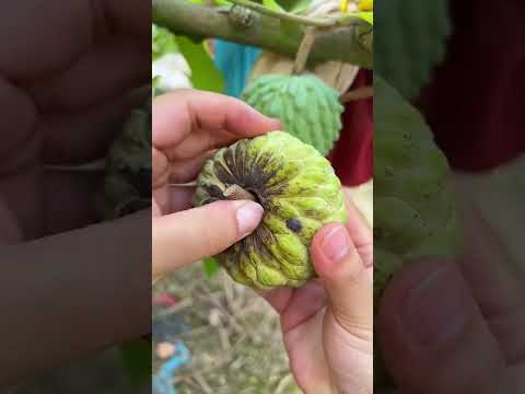 No one knows all the names of the fruits in the video.