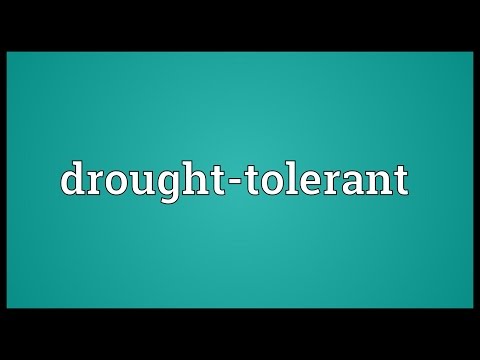Drought-tolerant Meaning