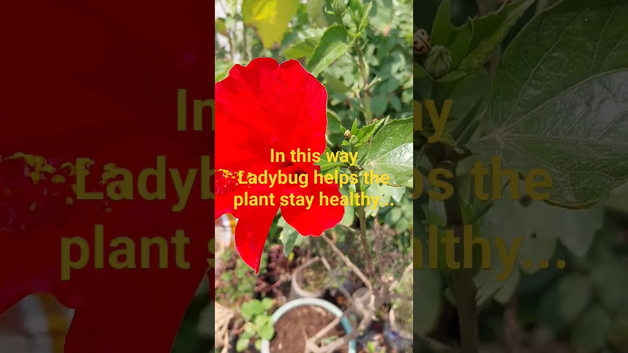 Ladybug 🐞 | A Helping hand for Gardeners #Hibiscus #Rose #Ladybug #Insect #Gardening #Biology