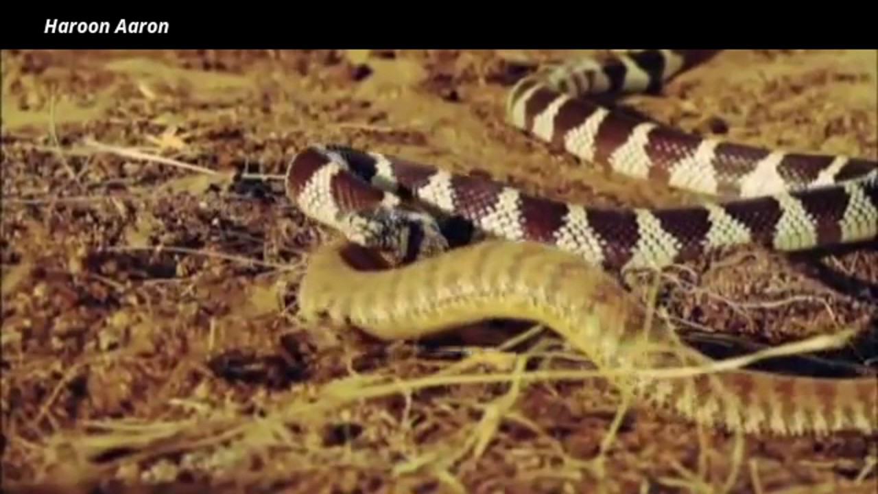 Swallowed Alive - King Snake vs Rattlesnake