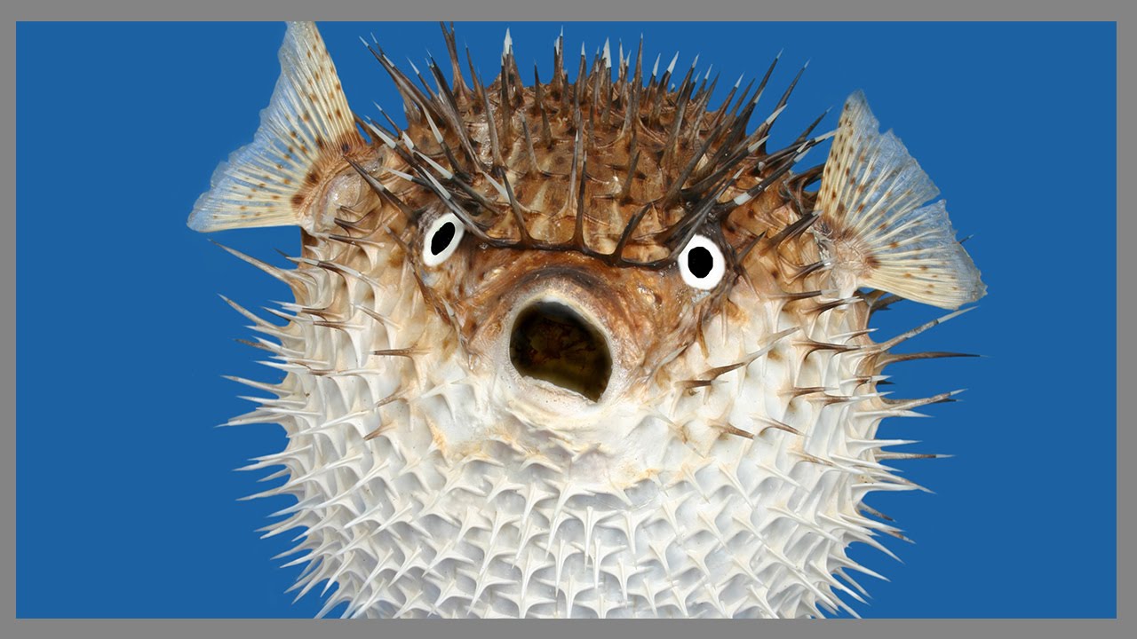 10 Amazing and Bizarre Deep Sea Creatures - Top10Stuff