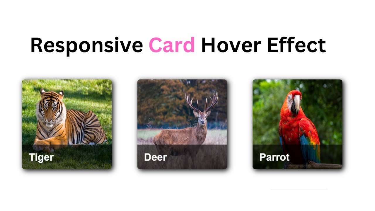 Animated Card Hover Effects using HTML and CSS Tutorial | Free Source Code
