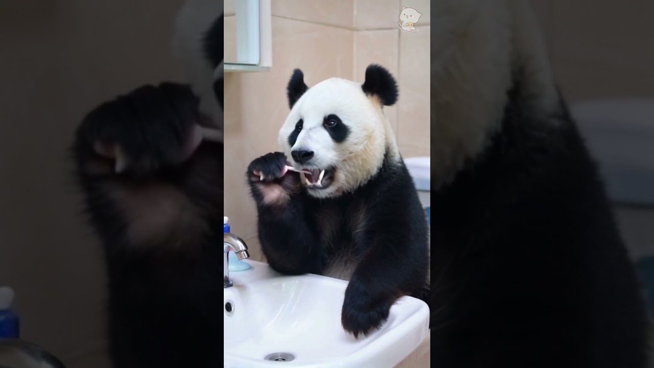 🅰️ A day in the life of a programmer #cute #panda #work #funny #coder #rider #cutie #programming