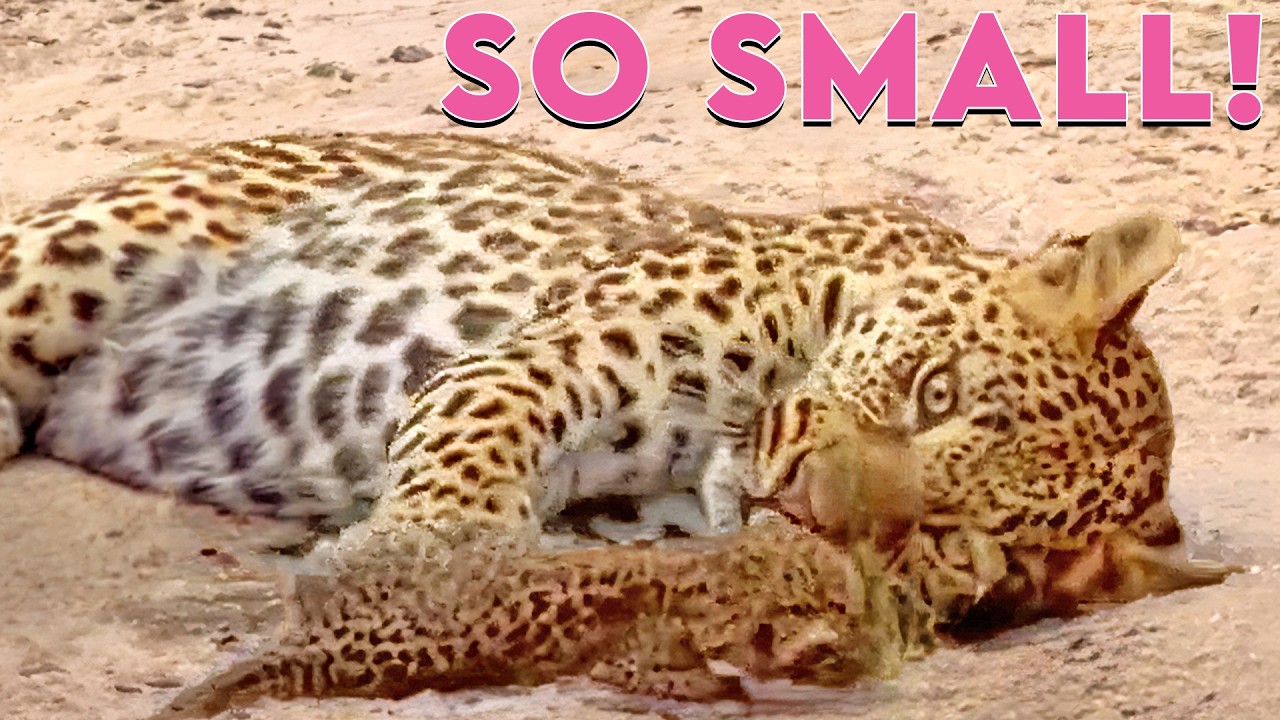Leopard Mother Shows Off Her Tiny First Cub