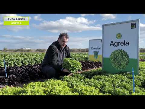 AGRELA, Batavia Lettuce
