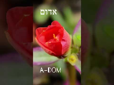 Red in Hebrew #hebrew #flower #red #language
