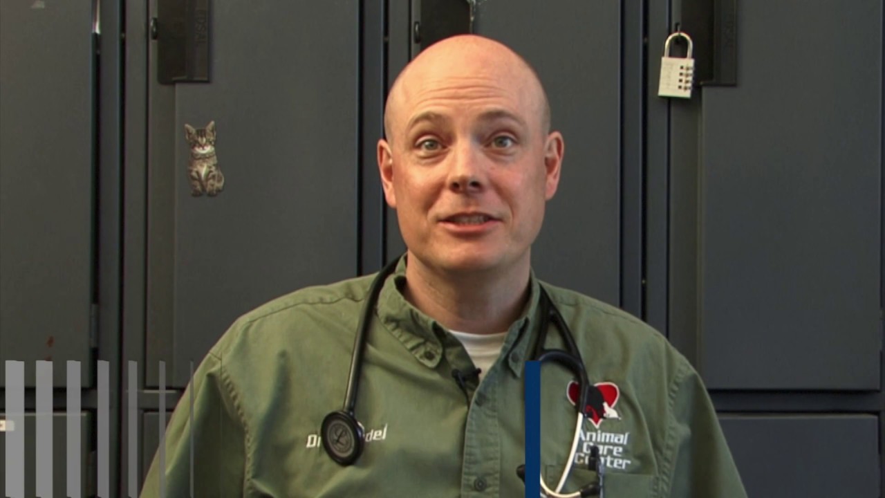 Veterinary Passion: Client Education