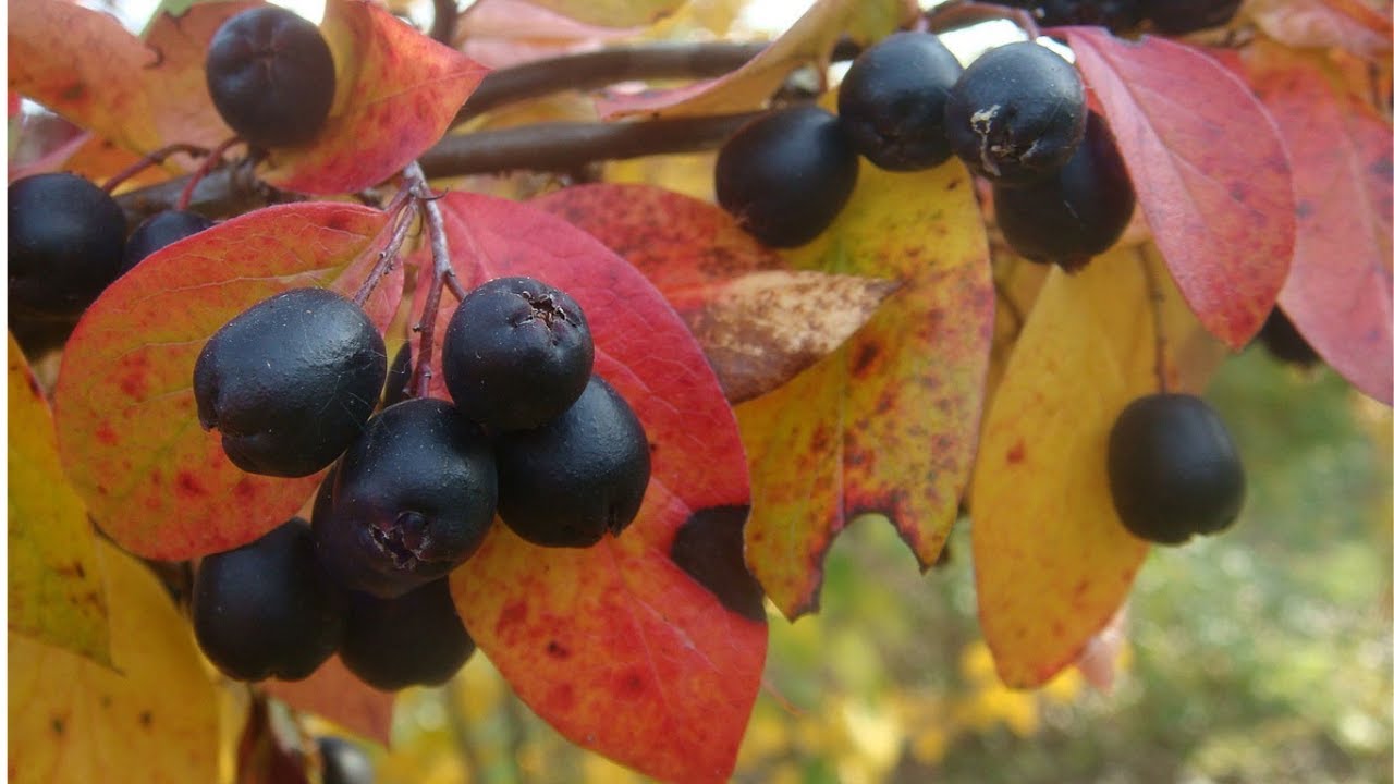 The 3 seasons of Cotoneaster