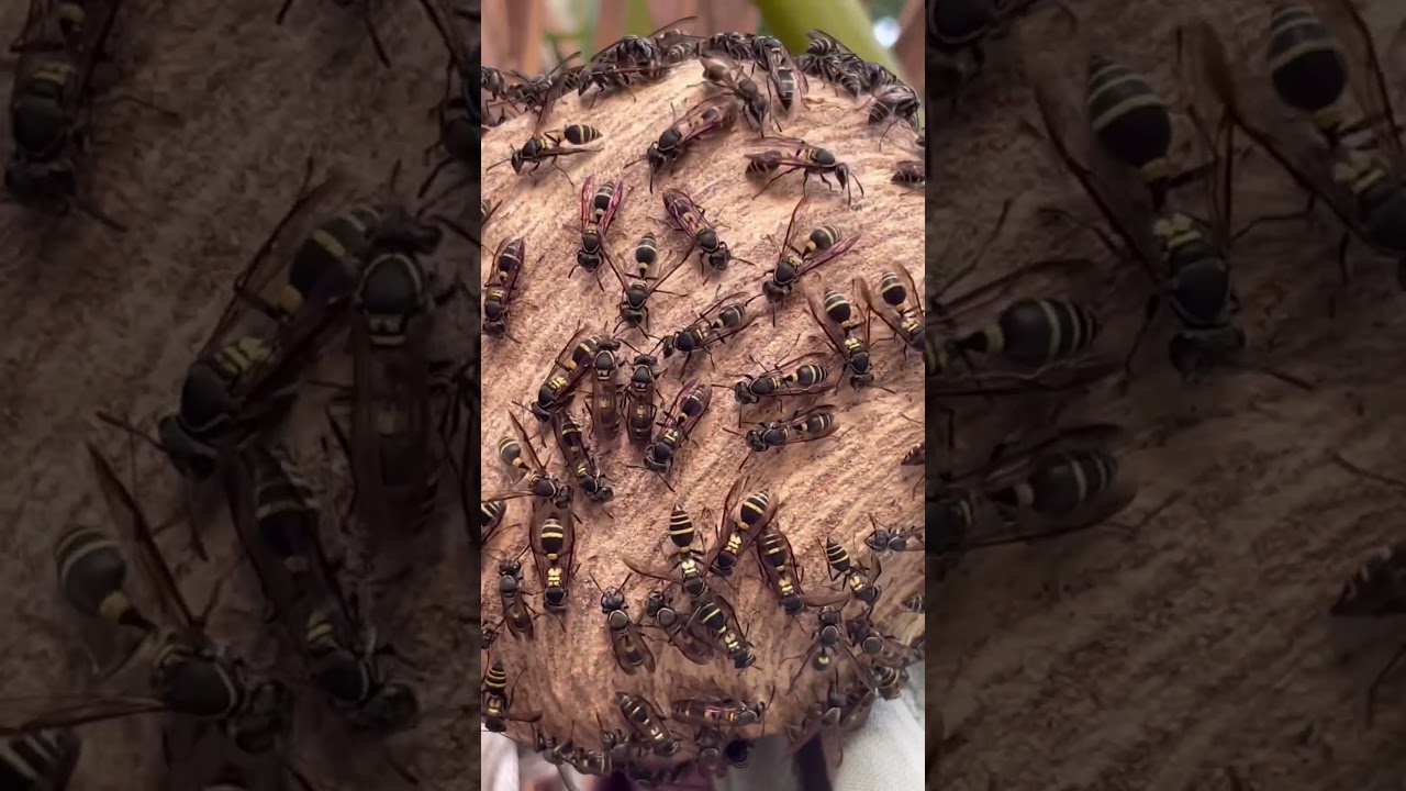 Avispas que producen miel 🍯🤔😱!!! #biologia #ciencia #sustentabilidad #animal #insectos