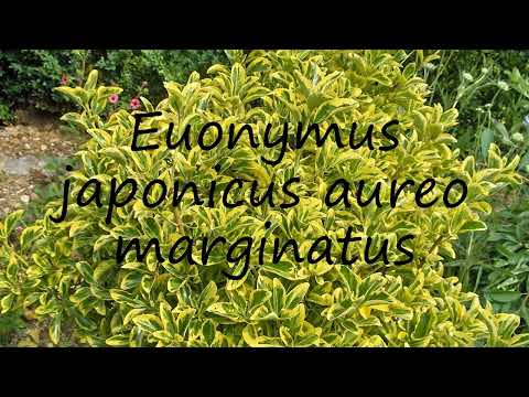 How to pronounce Euonymus japonicus aureo marginatus in Latin?