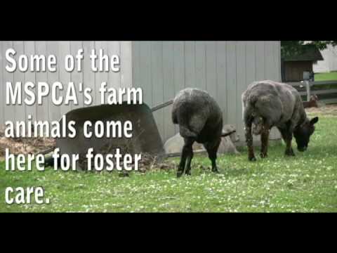2009 MSPCA Nevins Farm Walk for Animals