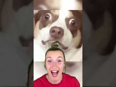 ONLY DOGS CAN HEAR THIS SOUND!????