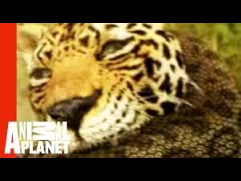 Duelo Animal: Anaconda vs. Jaguar