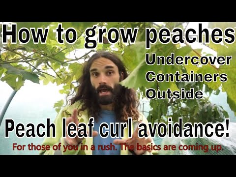 How to grow Peaches and Nectarines !! Avoiding leaf curl!!