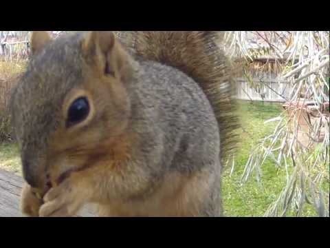 Playful Squirrels Eat Cheerios Until...