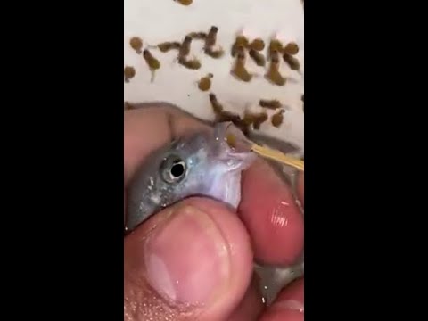 Blue cichlid fish gave birth to 23 babies ???????????????? #fish