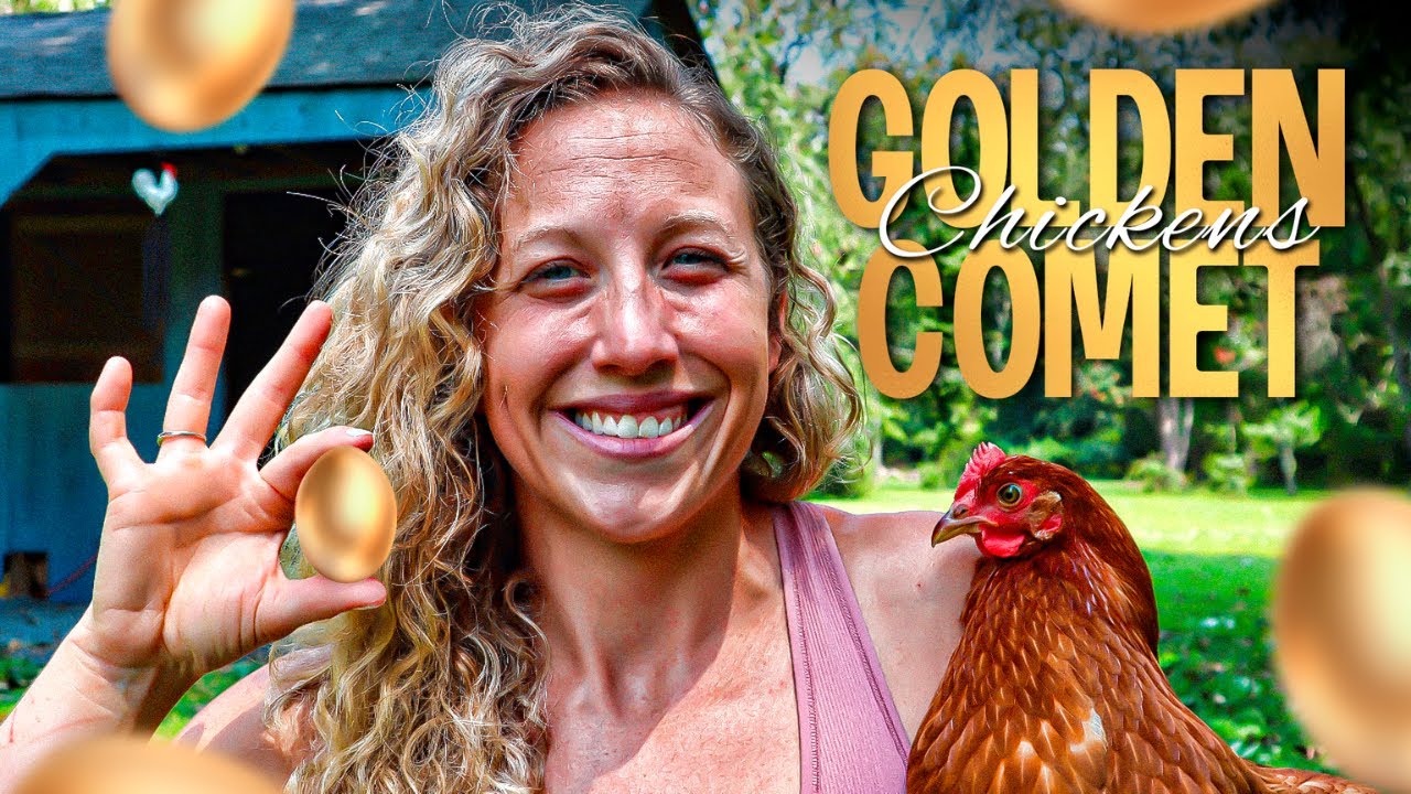 The BEST Egg Laying Chickens for Homesteading | Golden Comet Chickens