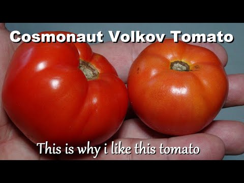 Cosmonaut Volkov Tomato, Solanum lycopersicum | Tomato Review
