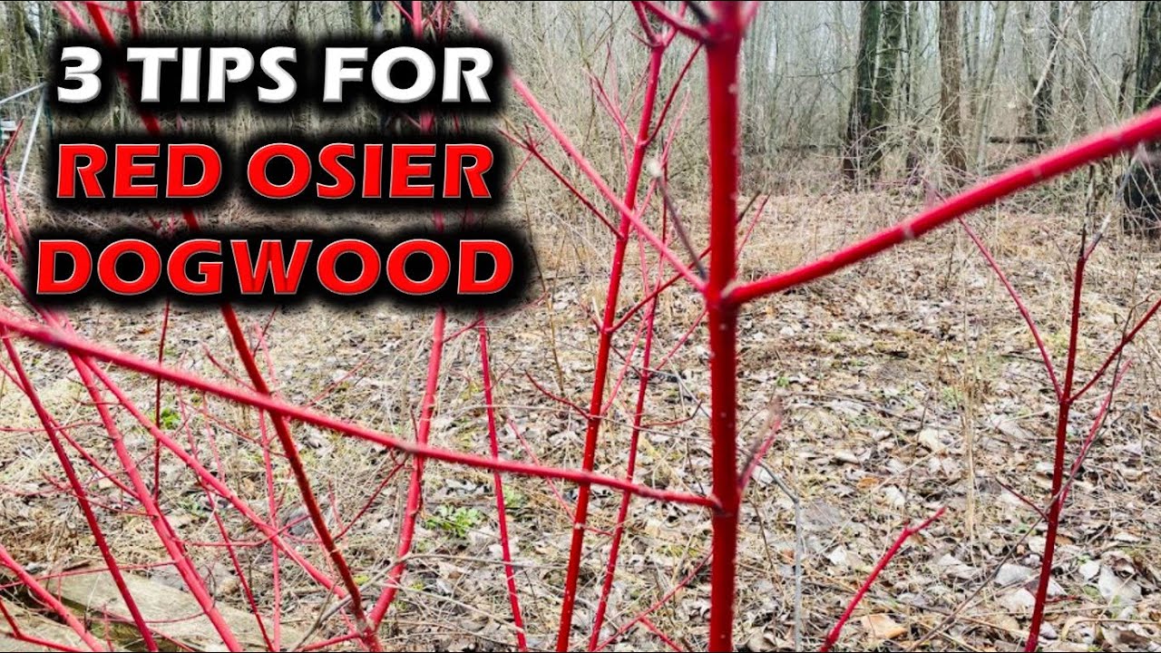 Red Osier Dogwood For Deer - 3 Things I've Learned