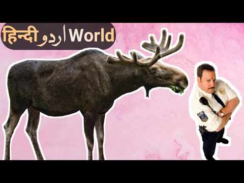हिंदी Urdu World | Moose Wild animal in Canada and America USA | Hindi 2021
