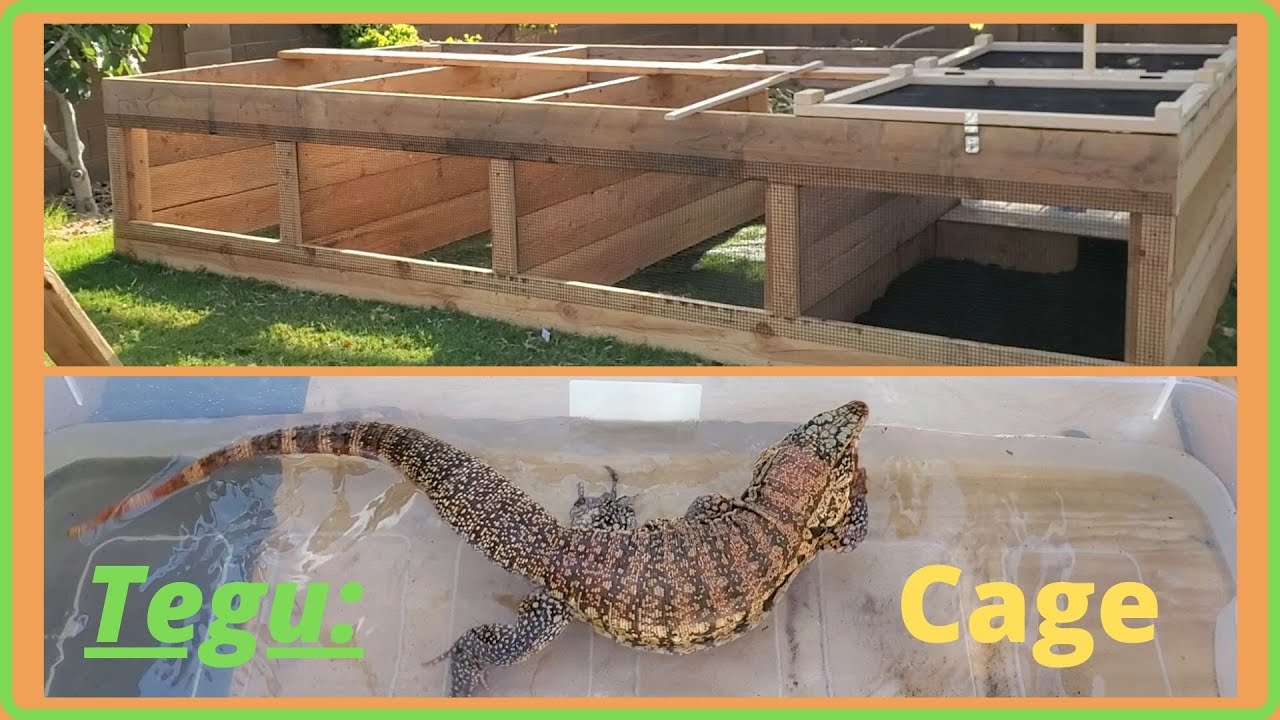 Tegu Cage Outdoor: My New TEGU'S New CAGE! (2020)