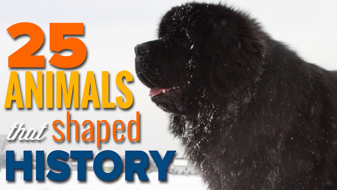 25 Incredible Animals That Shaped Human History