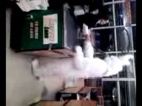 Buying Trix At Kroger In A Bunny Costume