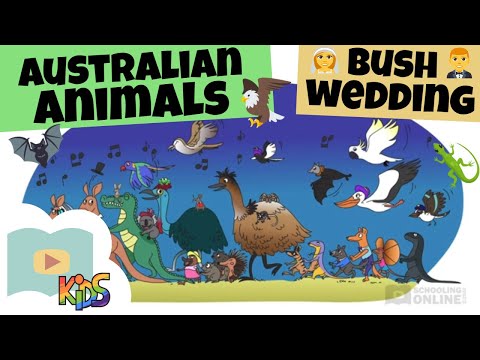 Learn About Australian Animals! | An Australian Bush Wedding