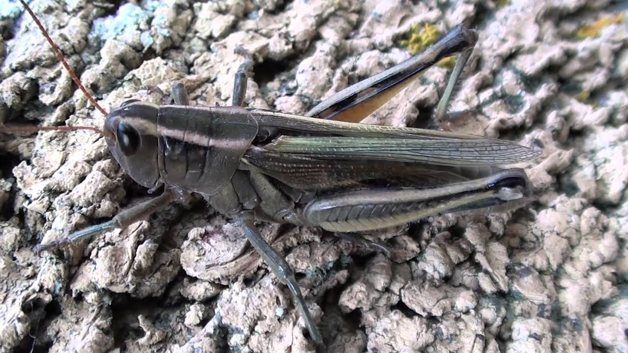 Two-striped Grasshopper (Acrididae: Melanoplus bivittatus) Female