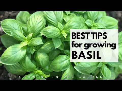 Grow an ENDLESS SUPPLY of BASIL with these TIPS