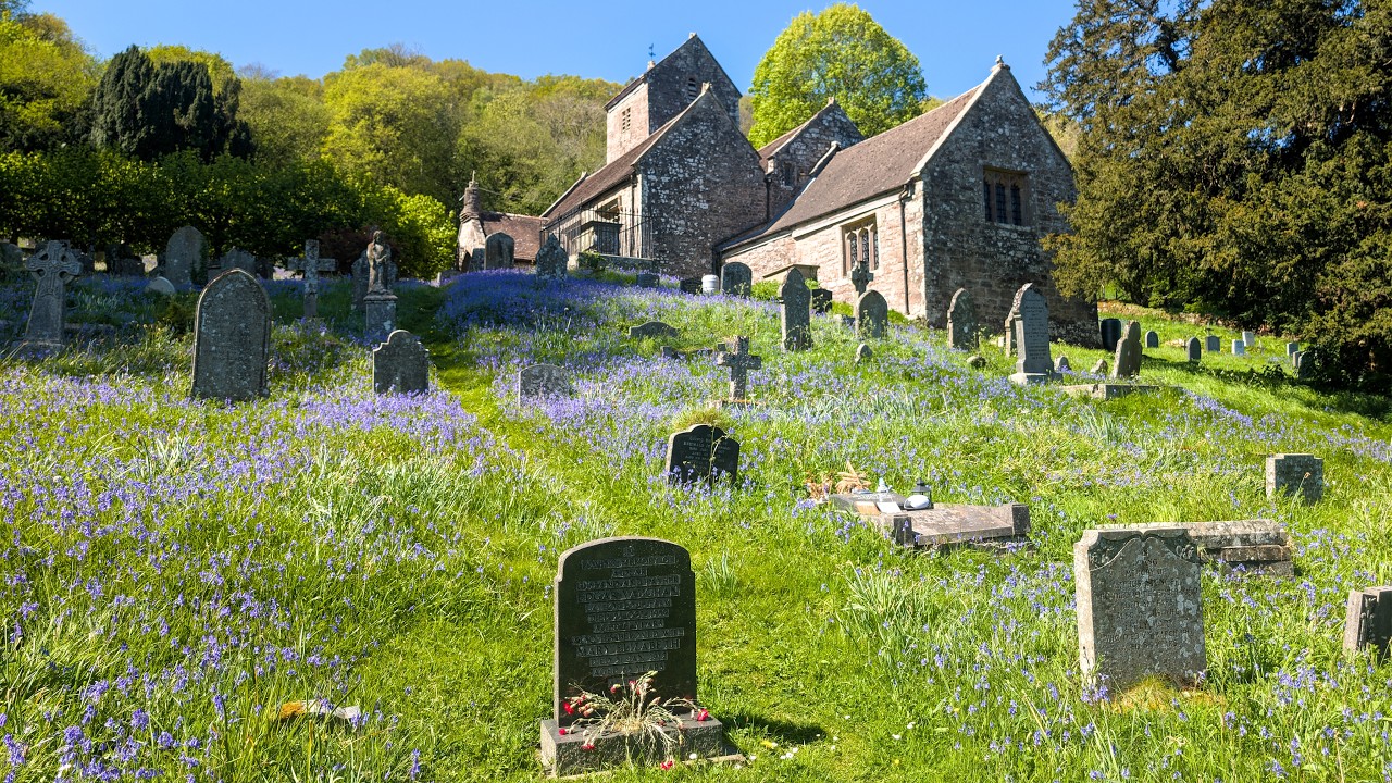 Bluebells in the Wye Valley