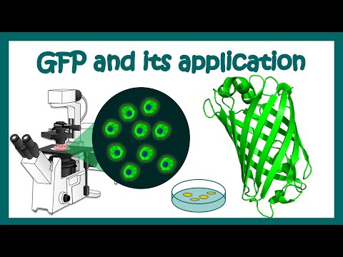 GFP and its application in biomedical research | Visualizations of cell using the GFP reporter