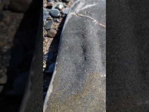This Basalt Has Weird Black Lines That Change When Wet Weird Optical Illusion Rockhounding #shorts