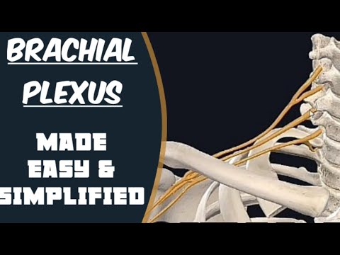 Brachial Plexus Anatomy - Brachial Plexus Animation