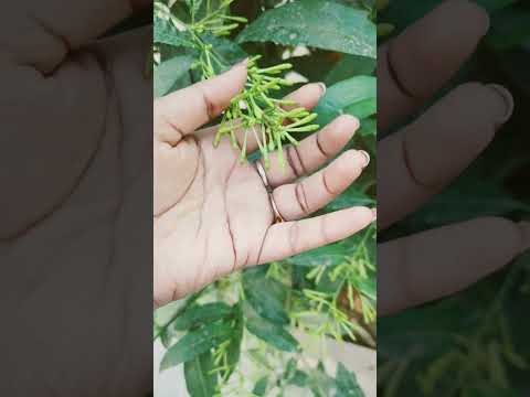 Raat Ki Rani – The Fragrance of the Night 🌿✨ #gardening #explorewithkirty #greenlove