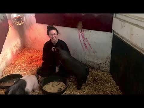 Tips for bonding with your pig
