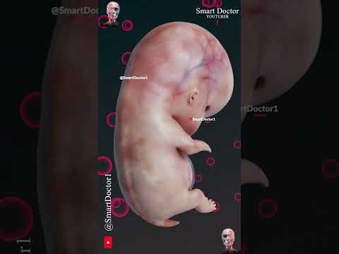Fetus Development in 5 Stages 📈👶🏻