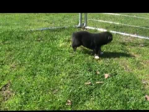 Miniature Australian Shepherd Puppies for sale, playing Oreo Puppies 3115