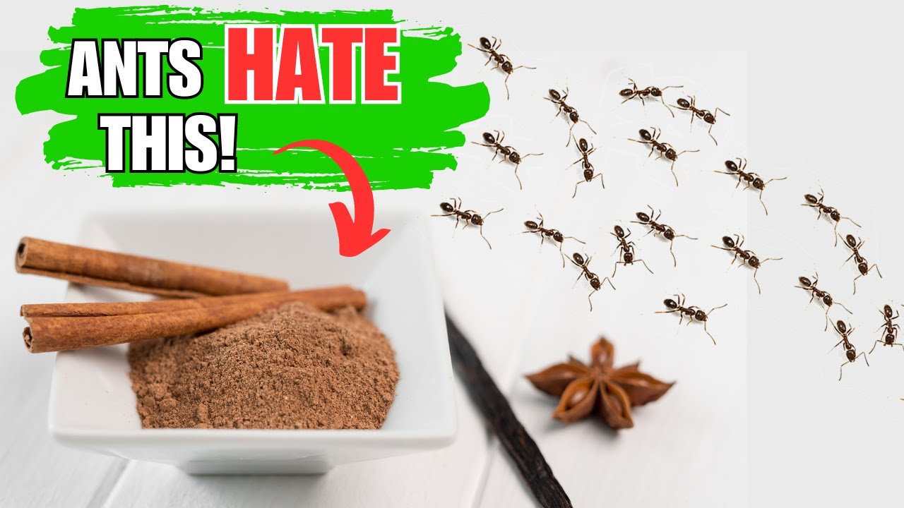 7 Smells That Ants Absolutely Hate (Natural Ant Repellents)