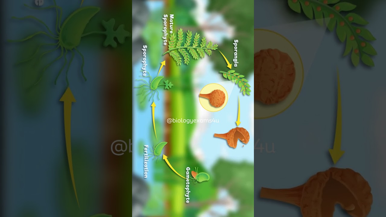 Fern Life Cycle Animation #biology