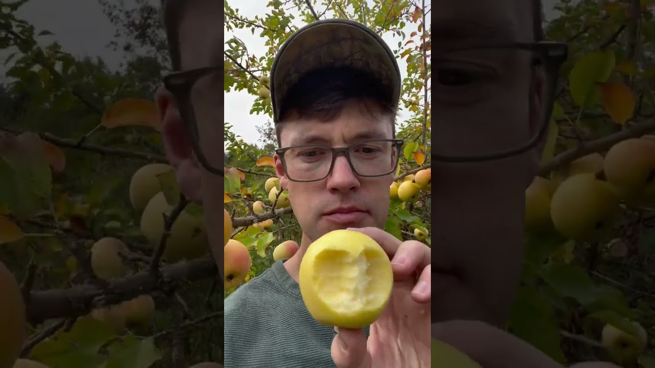 Taste testing wild apples!