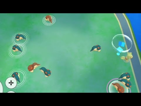Cyndaqul community day 😃.