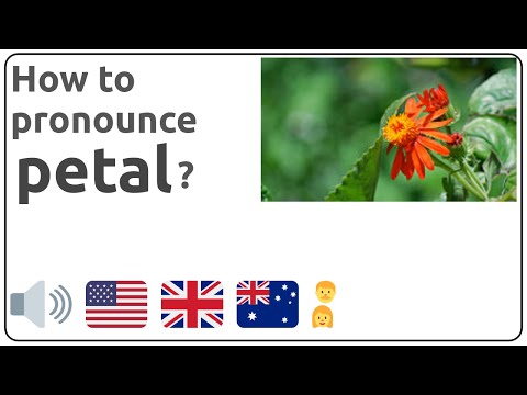 How to pronounce petal in english?