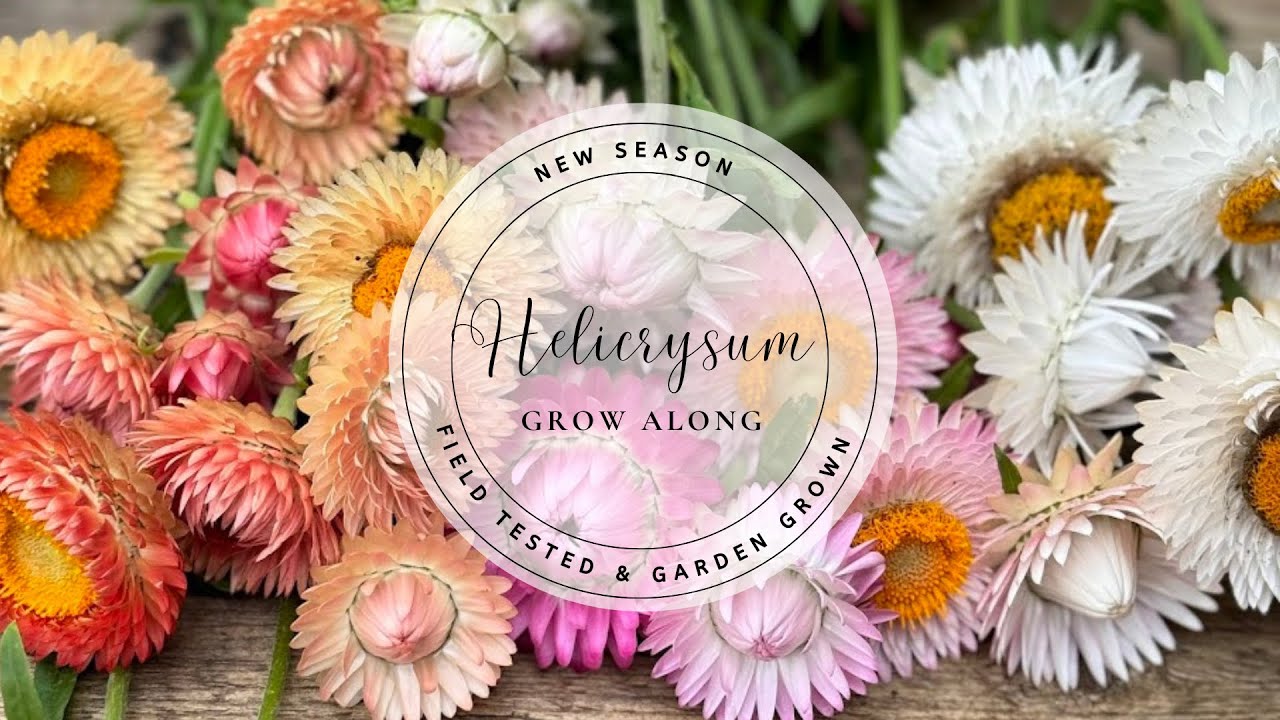 How to Grow Helichrysum (Strawflower) From Seed 🌱 Easy Cut Flower with large Yields