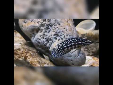 Julidochromis marlieri