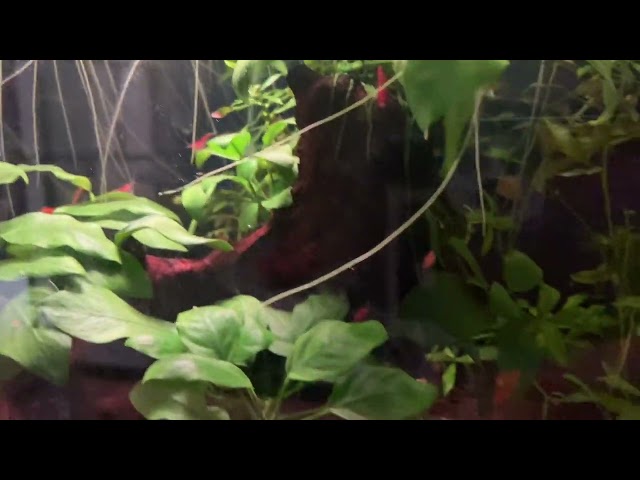 Red Cherry Shrimp Neo Caradinia | Fish for Rehoming | City of Toronto ...
