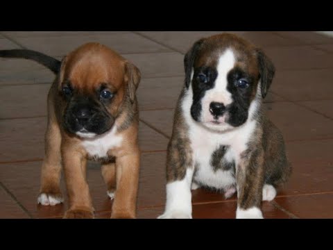 Puppy Nutrition! What you need to know from an animal nutritionist.