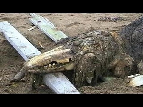 SCP-682 Hard to Kill Reptile document and Extermination Logs | Object Class Keter